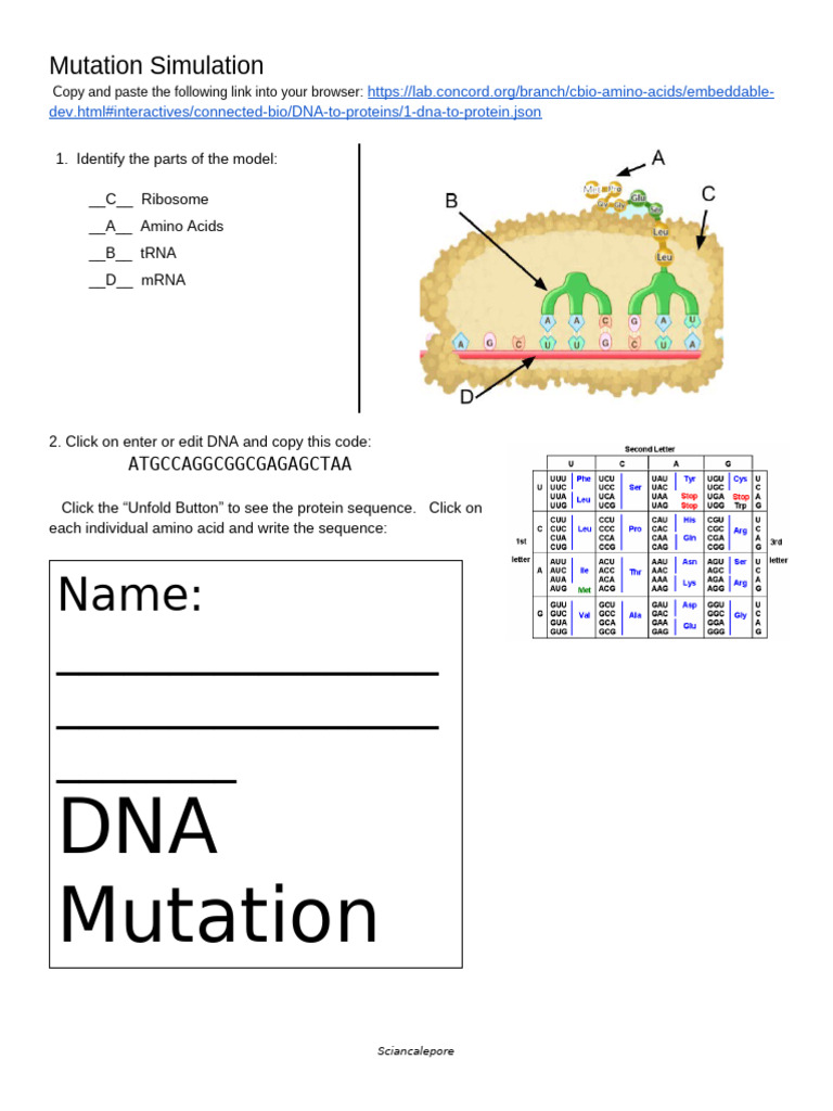 Name: - : DNA Mutation | PDF | Point Mutation | Nucleic Acid Sequence