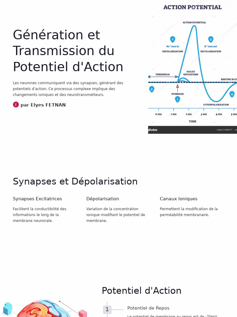 Génération du Potentiel d'Action Neuronal | PDF | Potentiel d'action ...