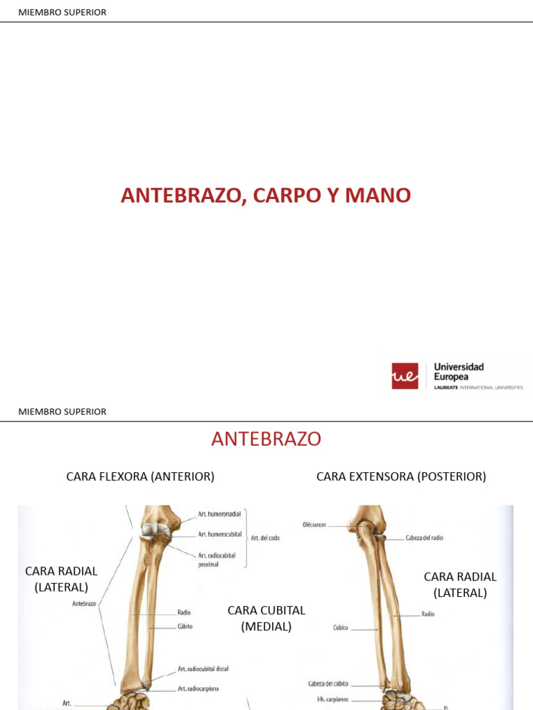 Ligamento Radiado del Carpo y Pisiforme | PDF | Mano | Codo