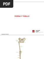 Tibia y Perone | PDF | Sistema esquelético | Anatomía humana