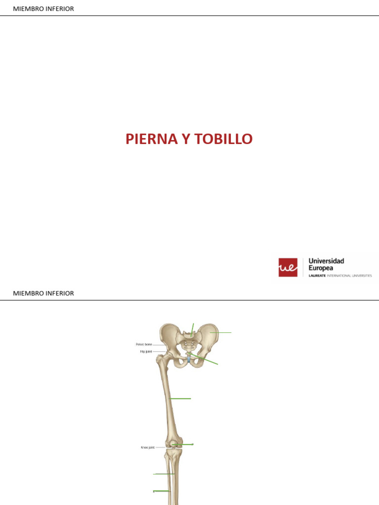 Anatomía de Pierna y Tobillo | PDF | Tobillo | Pie