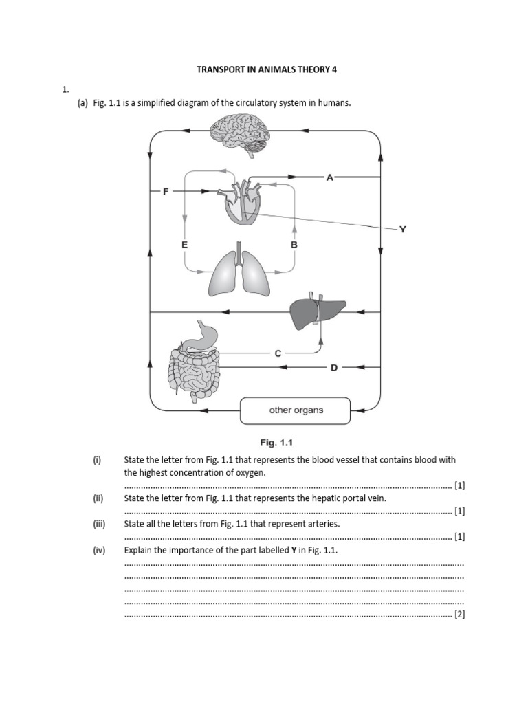 Transport in Animals Theory 4 | PDF | Blood Vessel | Artery