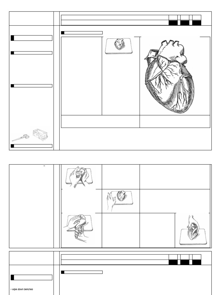 Heart Dissection | PDF | Heart | Heart Valve