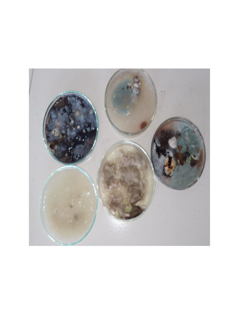 Soil Fungi Identification Guide | PDF