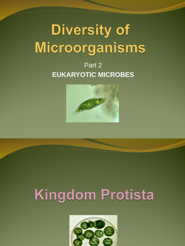 Diversity of Microorganisms 2 2024 2025 | PDF | Fungus | Protozoa