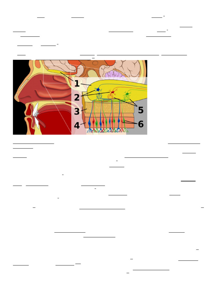 Olfato | PDF | Anatomía humana | Sistema límbico