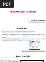 LiCor Western Blot Protocol Guide | PDF