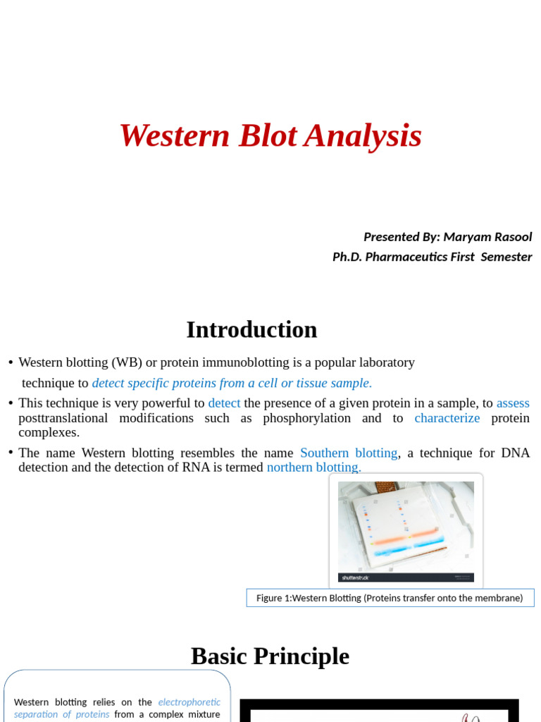 Western Blotting: Techniques and Protocols | PDF | Western Blot | Gel ...