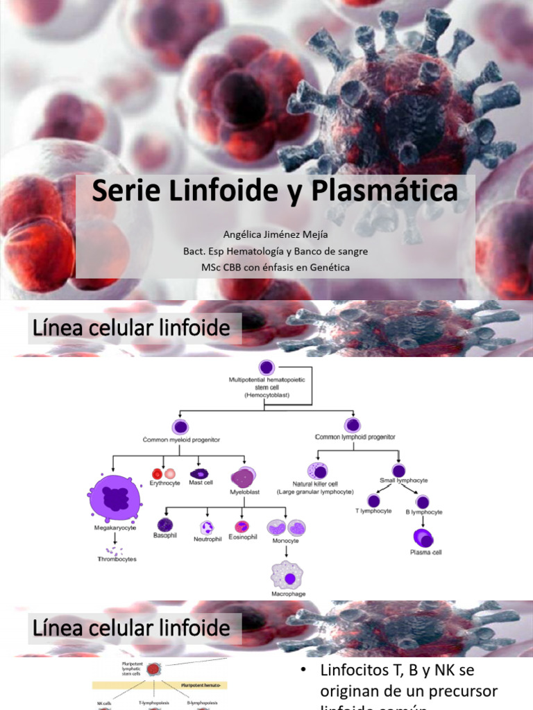 Serie Linfoide y Plasmática | PDF | Linfocitos | Célula T