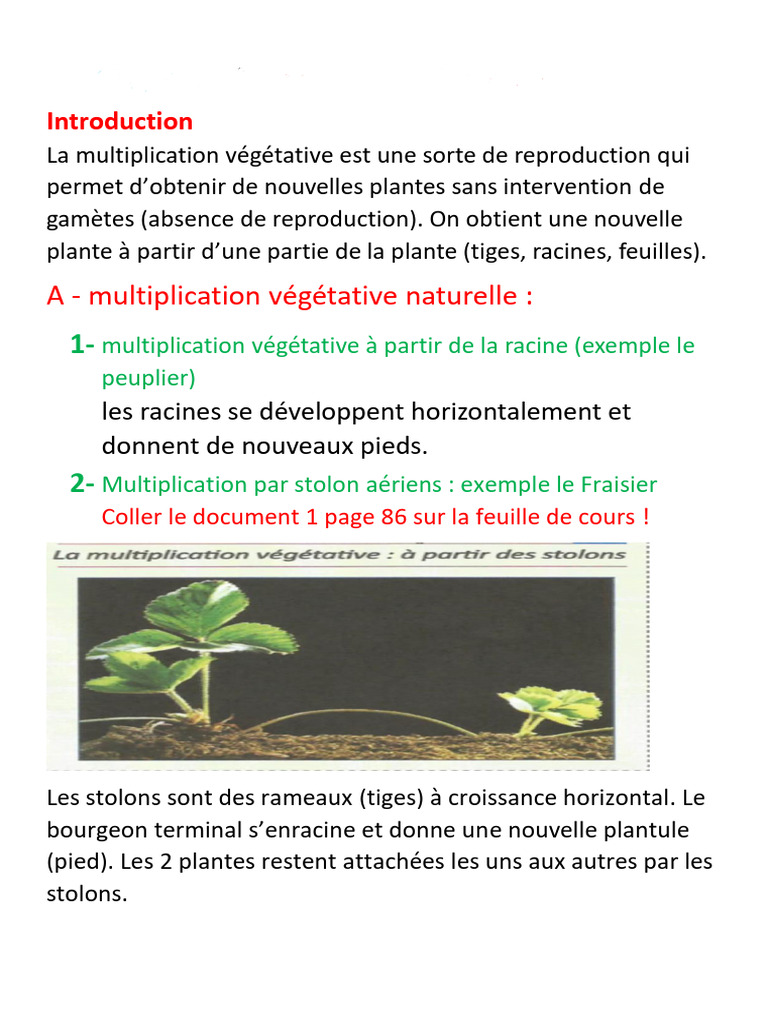 Multiplication Végétative des Plantes | PDF | Greffe (botanique ...