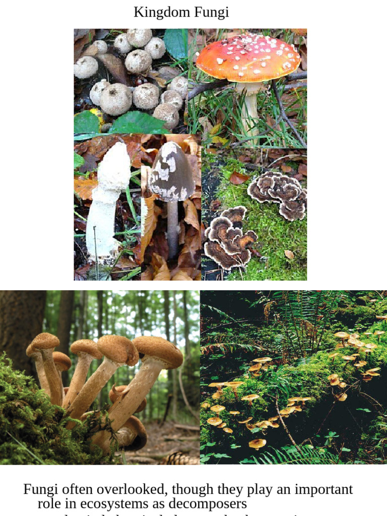Overview of Fungi's Ecological Roles | PDF | Fungus | Spore