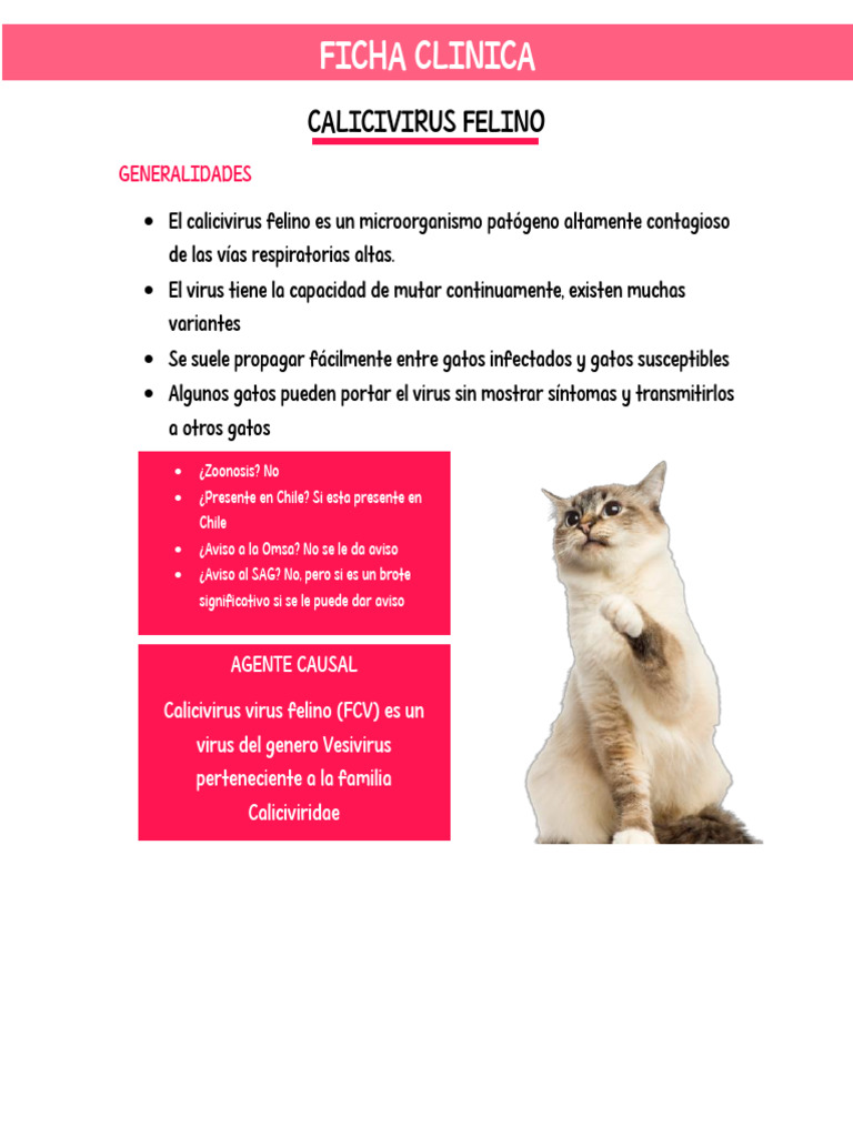 Calicivirus Felino: Síntomas y Tratamiento | PDF | Gatos | Neumonía