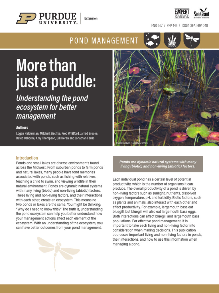 More Than Just A Puddle Understanding The Pond Ecosystem For Better ...