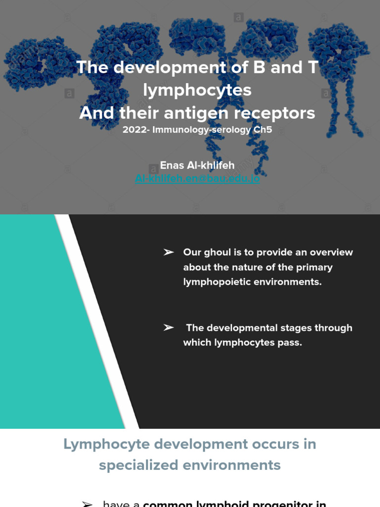 The Development of B and T Lymphocytes and Their Antigen Receptors 2021 ...