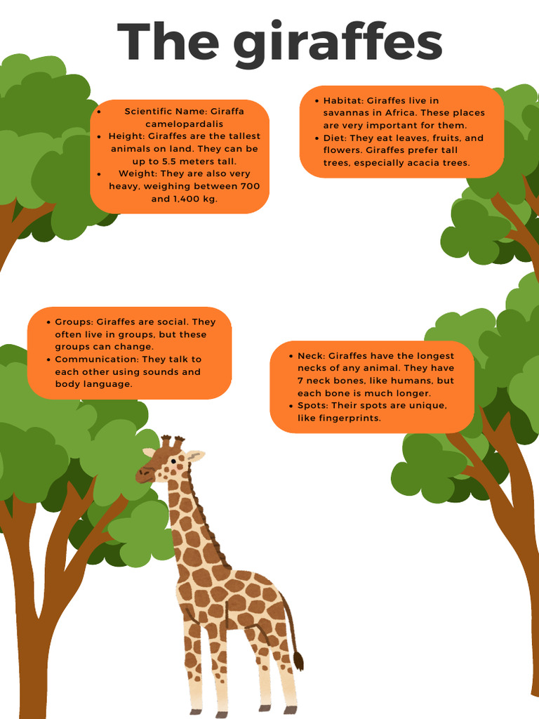 The Giraffes | PDF | Science & Mathematics