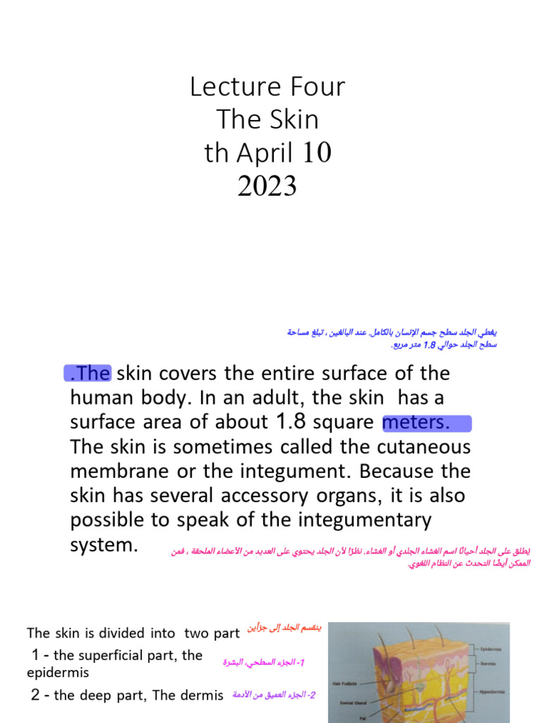 skin lec4) تشريح | PDF | Skin | Integumentary System