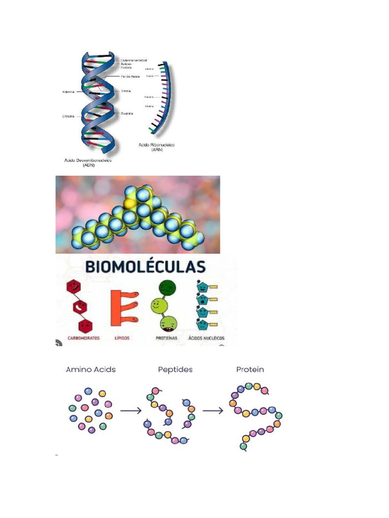Biomol | PDF