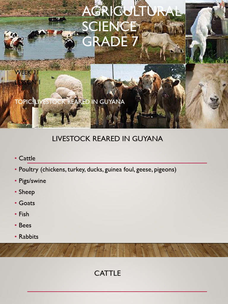 Grade 7 Agriculture Science Week 11 Lesson 1 | PDF | Honey Bee | Beekeeping