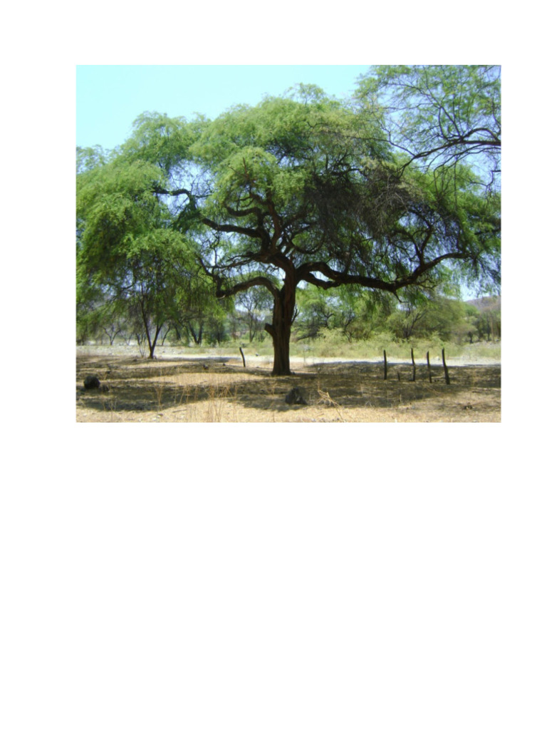 El Algarrobo y Cortarrama | PDF | Ornitología | Aves