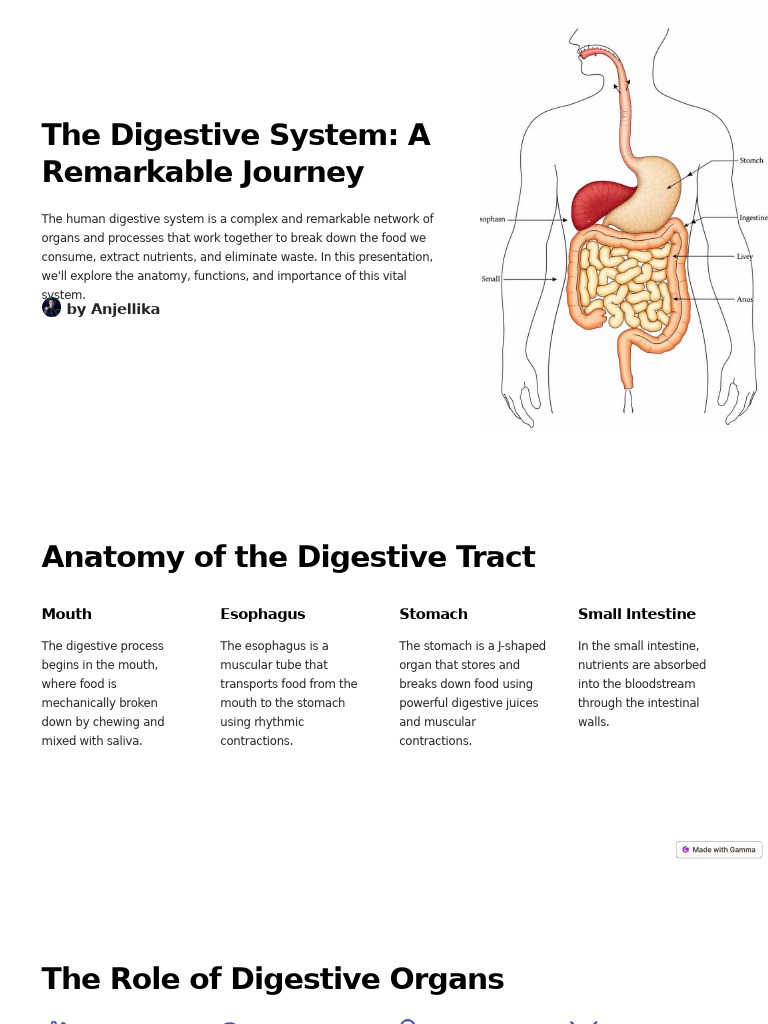 Understanding the Digestive System | PDF | Digestion | Gastrointestinal ...