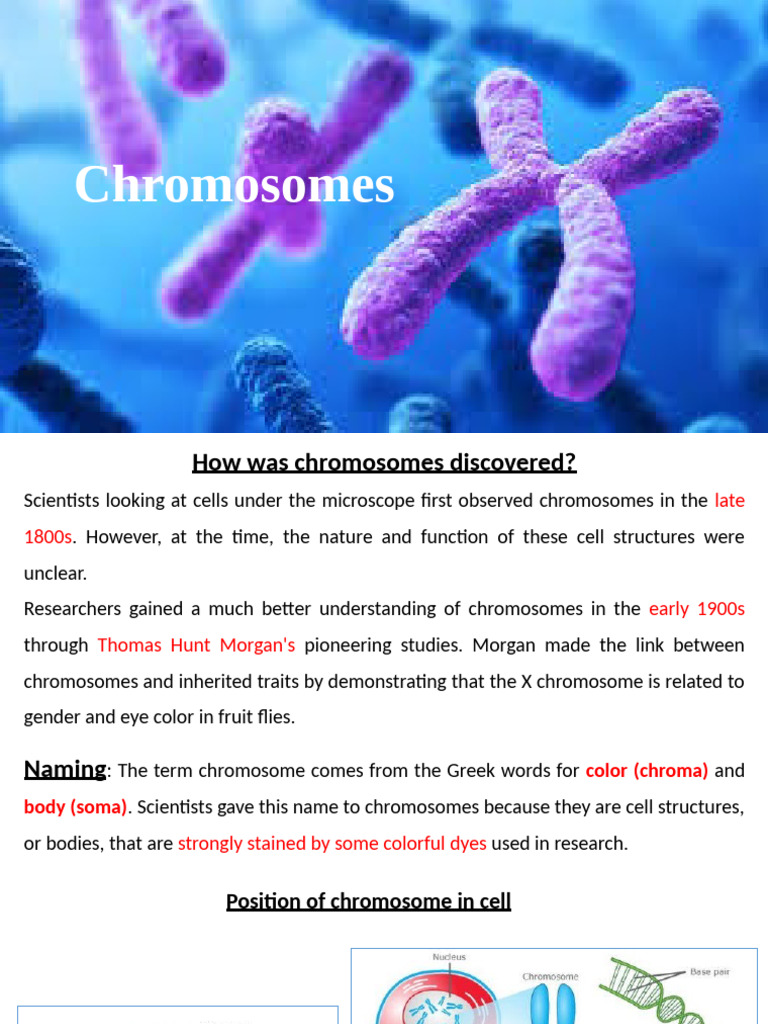 Chromosomes | PDF | Chromosome | Karyotype