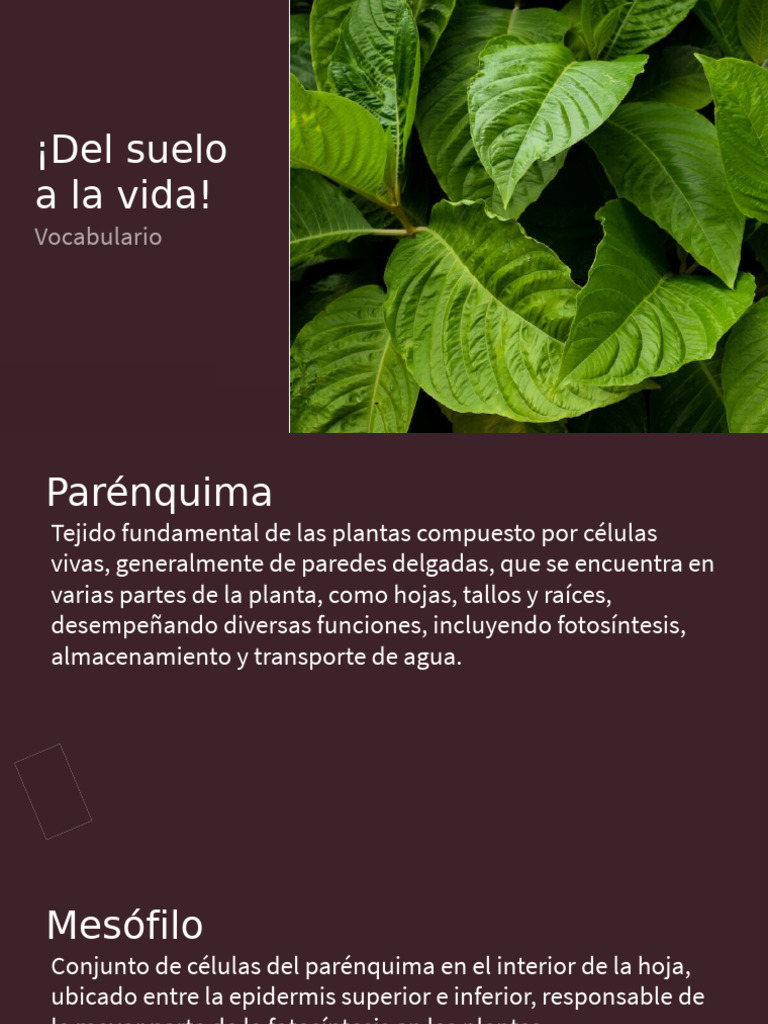 Vocabulario Biología | PDF | Ciencia y matemáticas