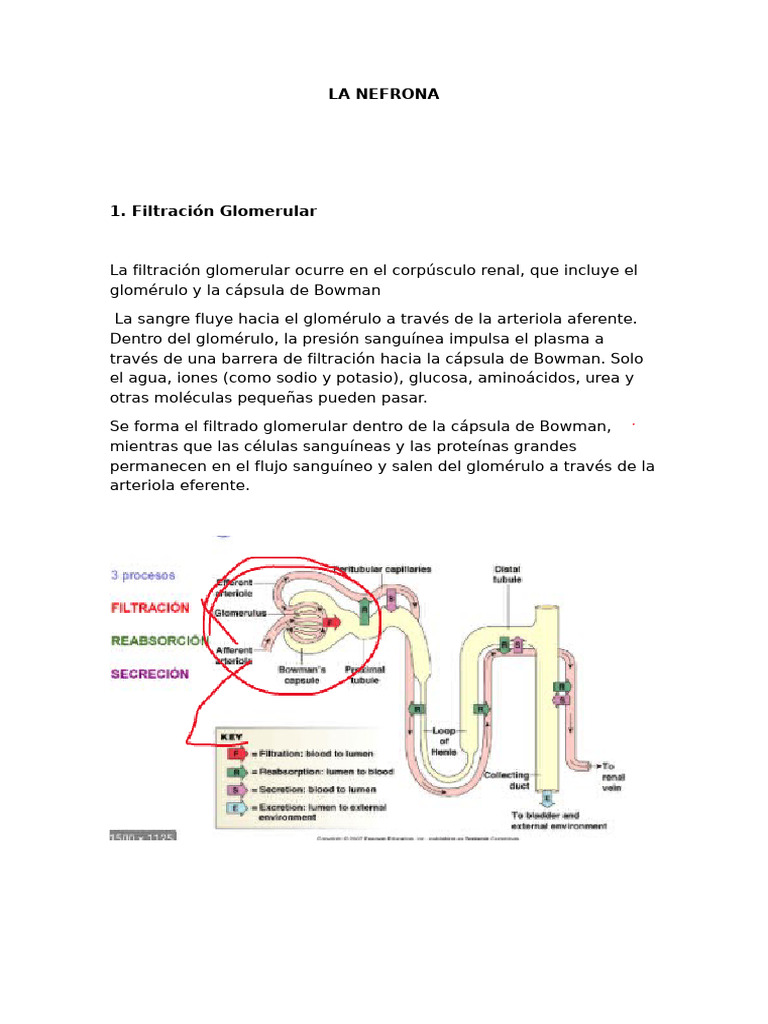 Nefrona | PDF | Riñón | Sistema urinario