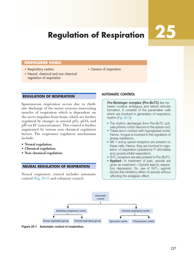 Respiratory Regulation Explained | PDF | Breathing | Physiology
