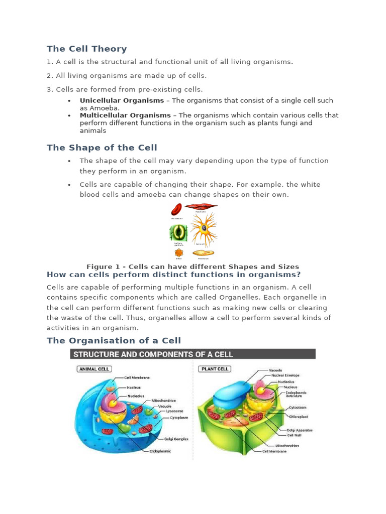 The Cell Theory: Unicellular Organisms Multicellular Organisms | PDF ...