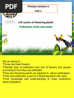 Pollination Worksheet Stage 5 Worksheet | PDF | Pollination | Science