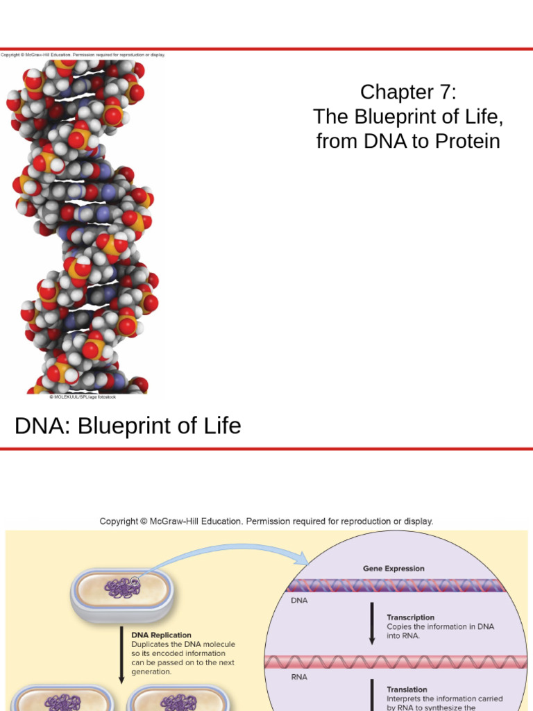 Chapter 07 DNA To Protein | PDF | Translation (Biology) | Repressor