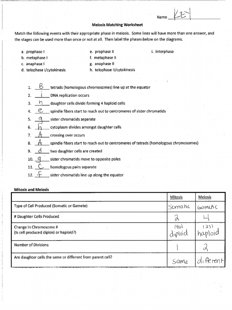 Meiosis Matching Worksheet Key 2013 | PDF