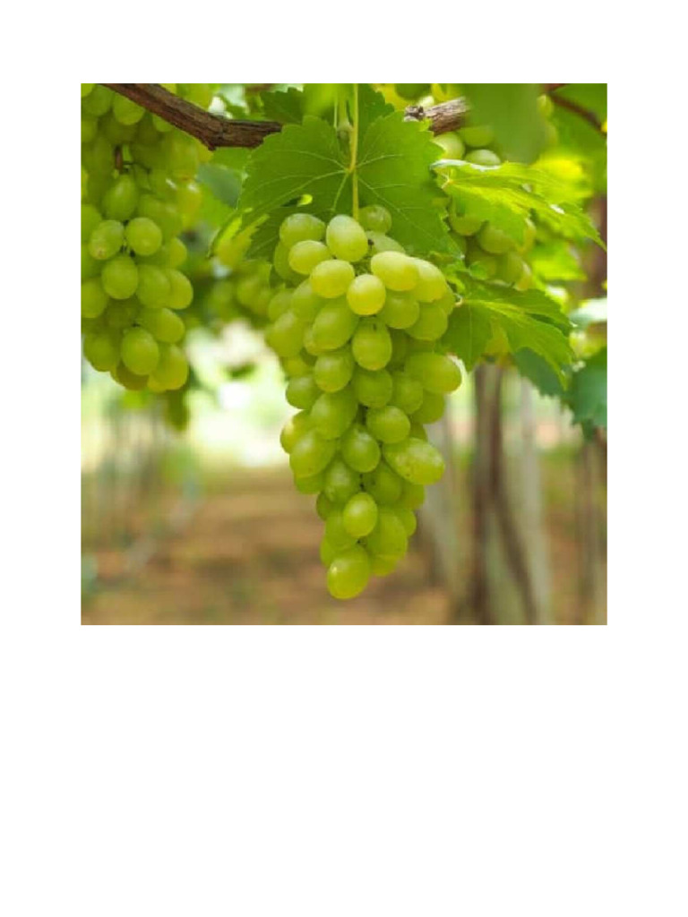 Grapes | PDF