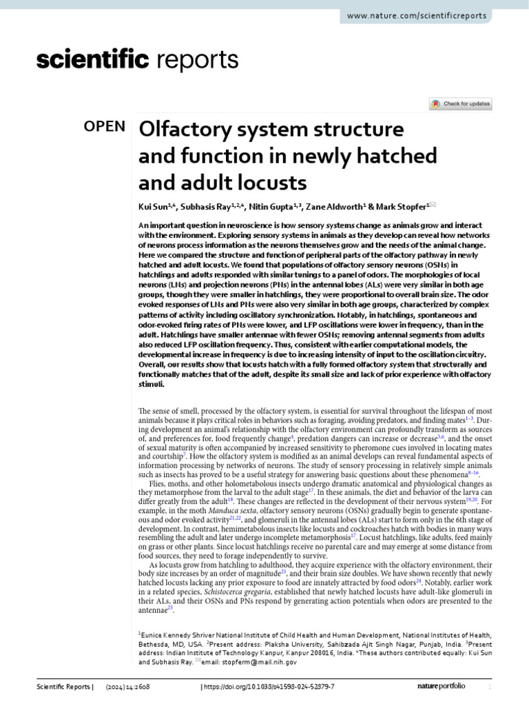 Olfactory_system_structure_and | PDF | Neural Oscillation | Neuron