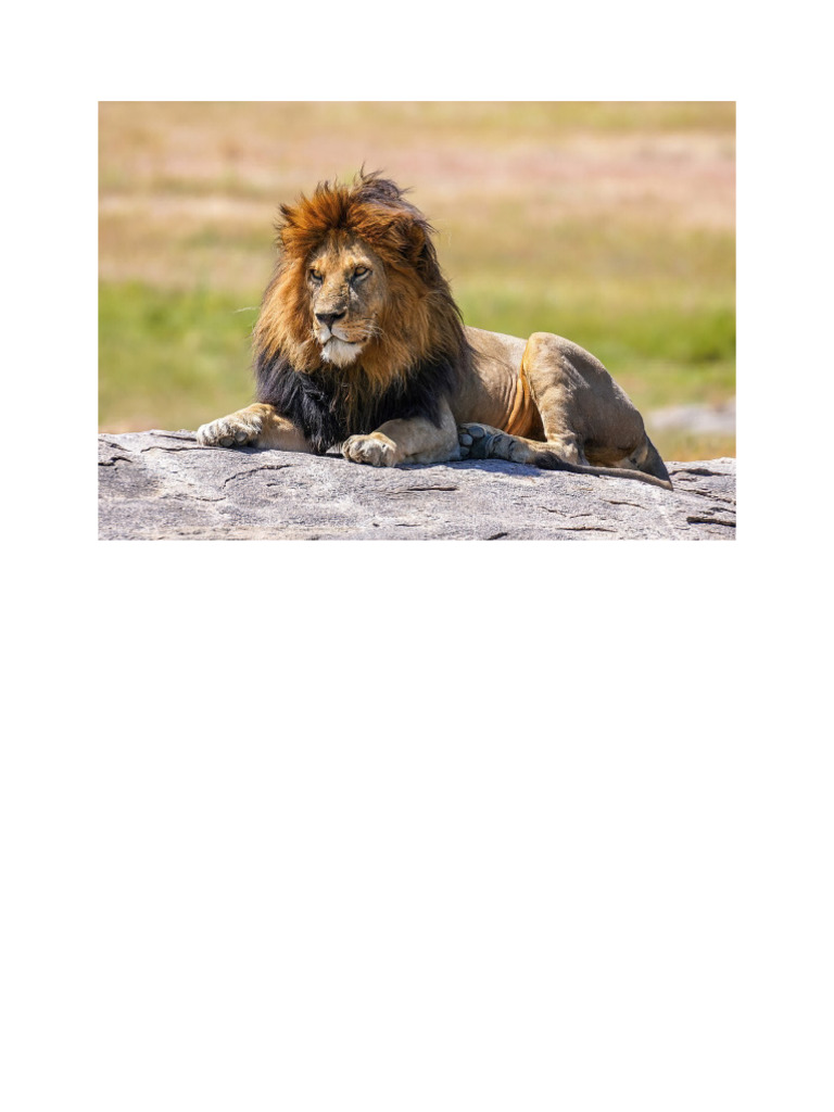 Lion | PDF