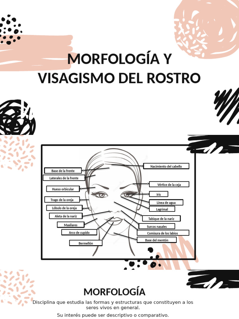 Morfologia y Visagismo Del Rostro Morty | PDF | Cara | Anatomía humana