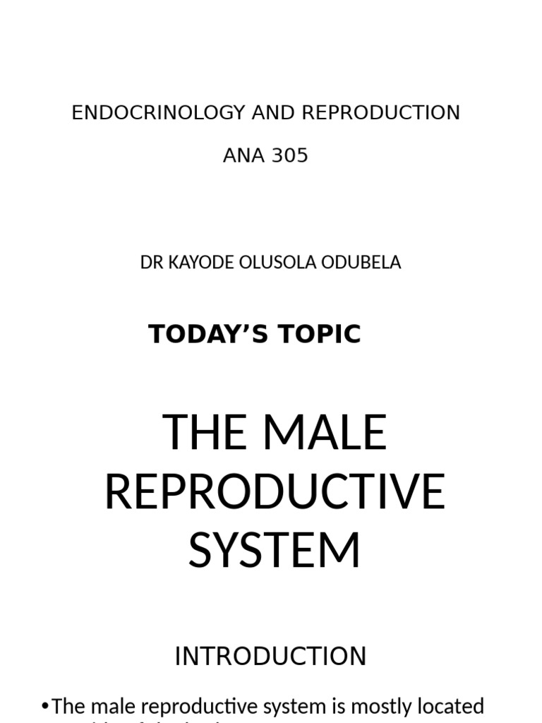 Endocrinology and Reproduction-1 | PDF | Testicle | Reproductive System