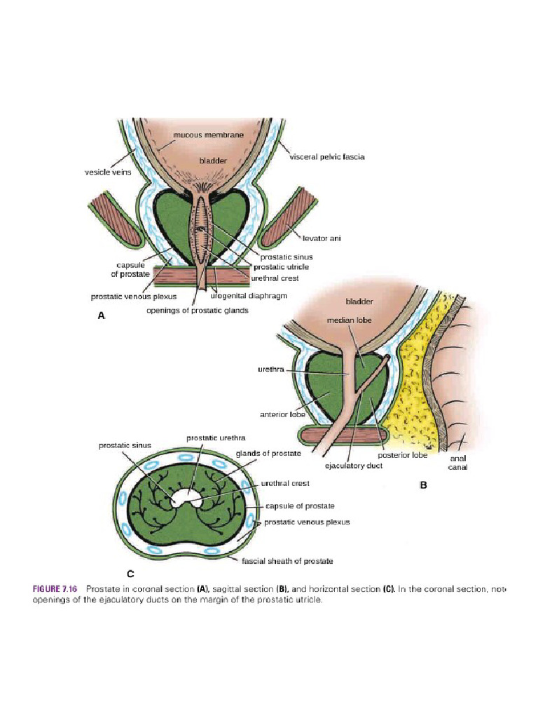 OSPE (Pelvis) Diagrams Snell Anatomy | PDF