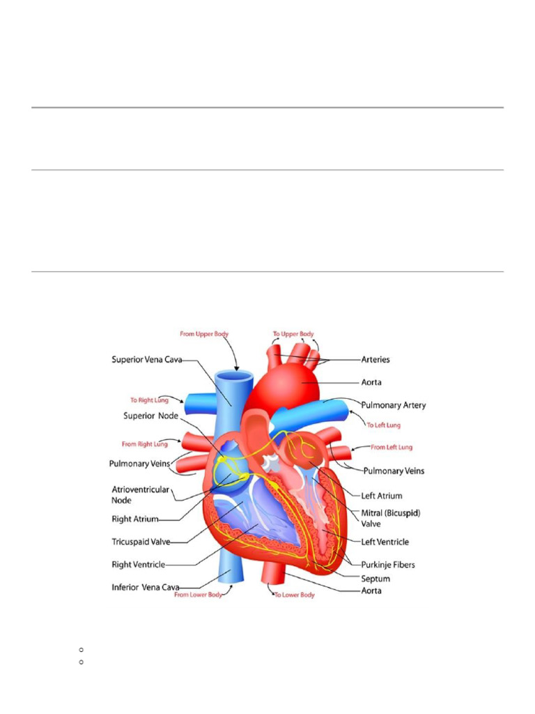 Parts of The Heart Handout | PDF | Heart | Ventricle (Heart)