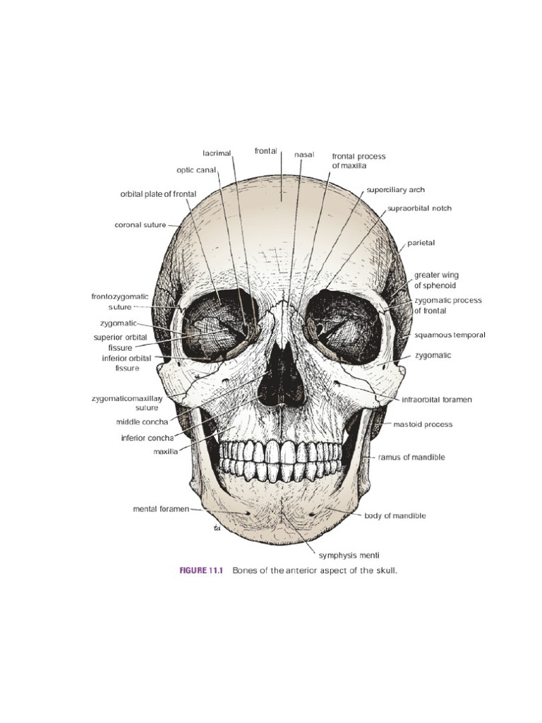 OSPE Key (Head & Neck) Diagrams Snell Anatomy | PDF