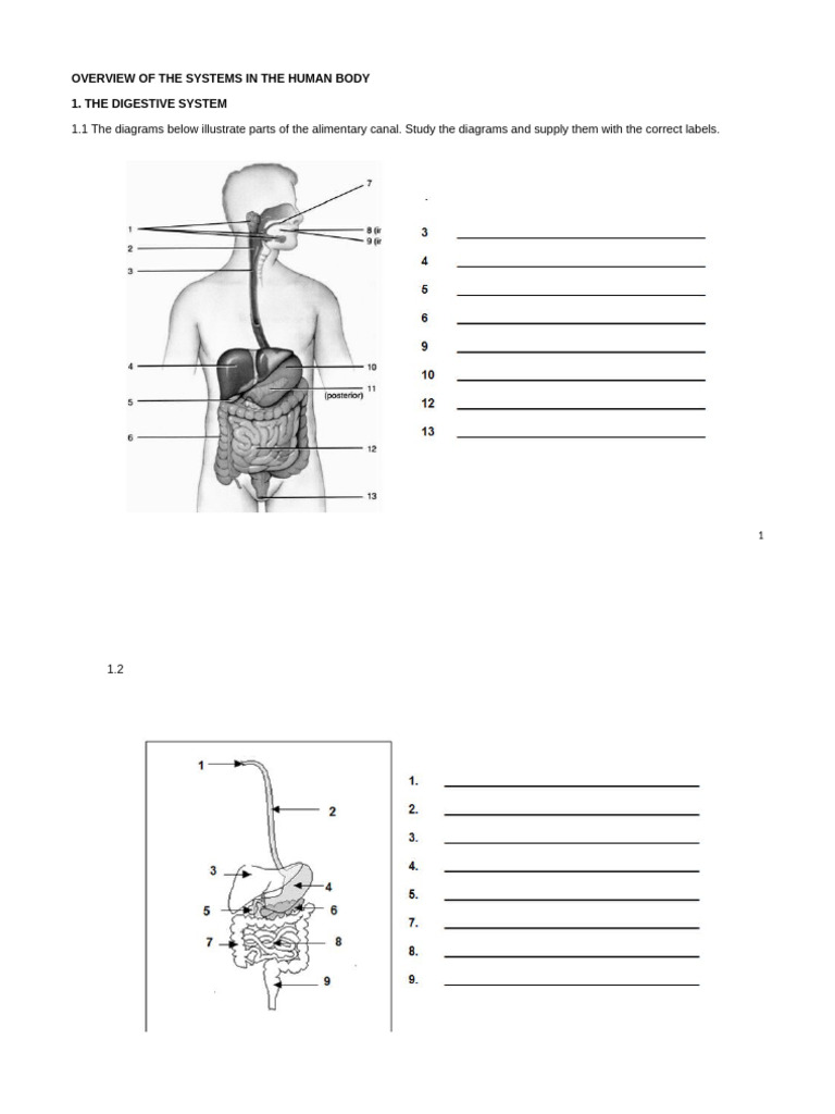 OVERVIEW_OF_THE_SYSTEMS_IN_THE_HUMAN_BODY_GRADE_9_LEARNER'S_GUIDE_in ...
