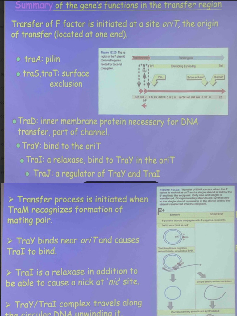 Mol Bio Part 1 Reverse | PDF