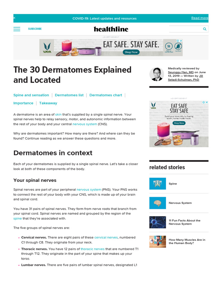 Understanding Dermatomes and Spinal Nerves | PDF | Vertebral Column ...