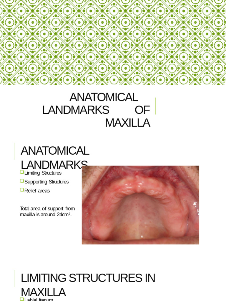 Anatomical Landmarks of Maxilla | PDF | Dentures | Human Anatomy