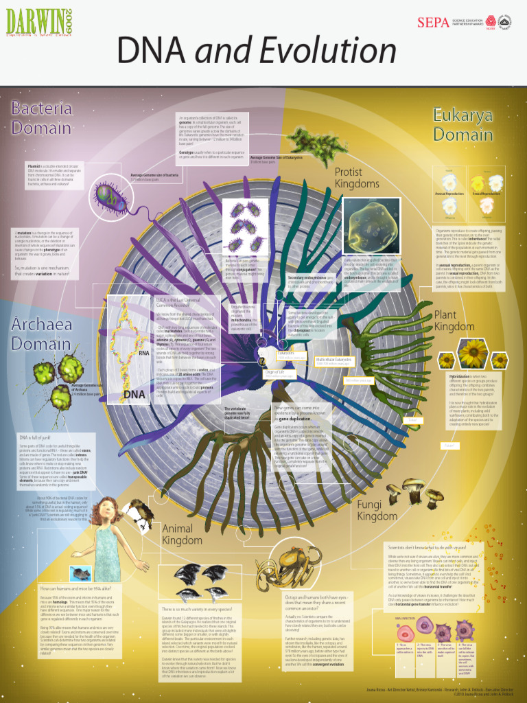 Spiral of Life Poster IV | PDF | Gene | Genetics