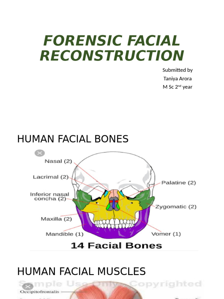 Forensic Facial Reconstruction Methods | PDF | Human Anatomy