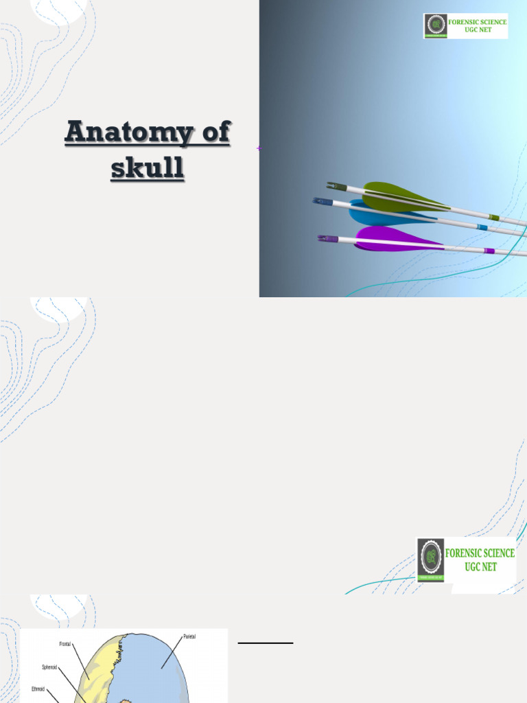 Anatomy of Skull (Skull Sutures), Clavicle and Scapula | PDF | Skull ...