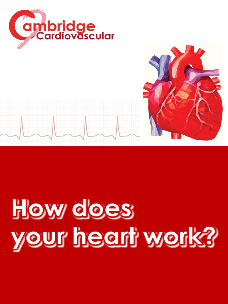 How Does Your Heart Work | PDF | Heart | Artery