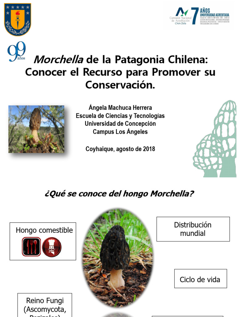 Morchella de La Patagonia Chilena | PDF | Hongo | Chile