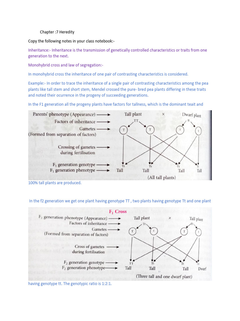 Monohybrid Cross and Inheritance Explained | PDF | Science & Mathematics